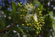 Eucalyptus Identification – The Bible of Botany
