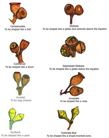Eucalyptus Identification – The Bible of Botany