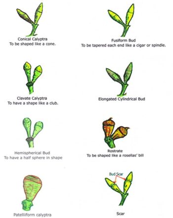 Eucalyptus Identification – The Bible of Botany