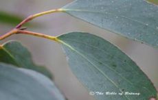 Eucalyptus Identification – The Bible of Botany