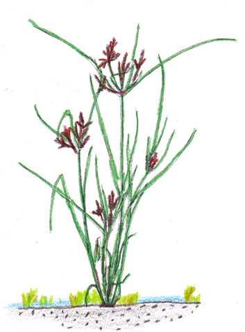 Fodder Crops – The Bible of Botany