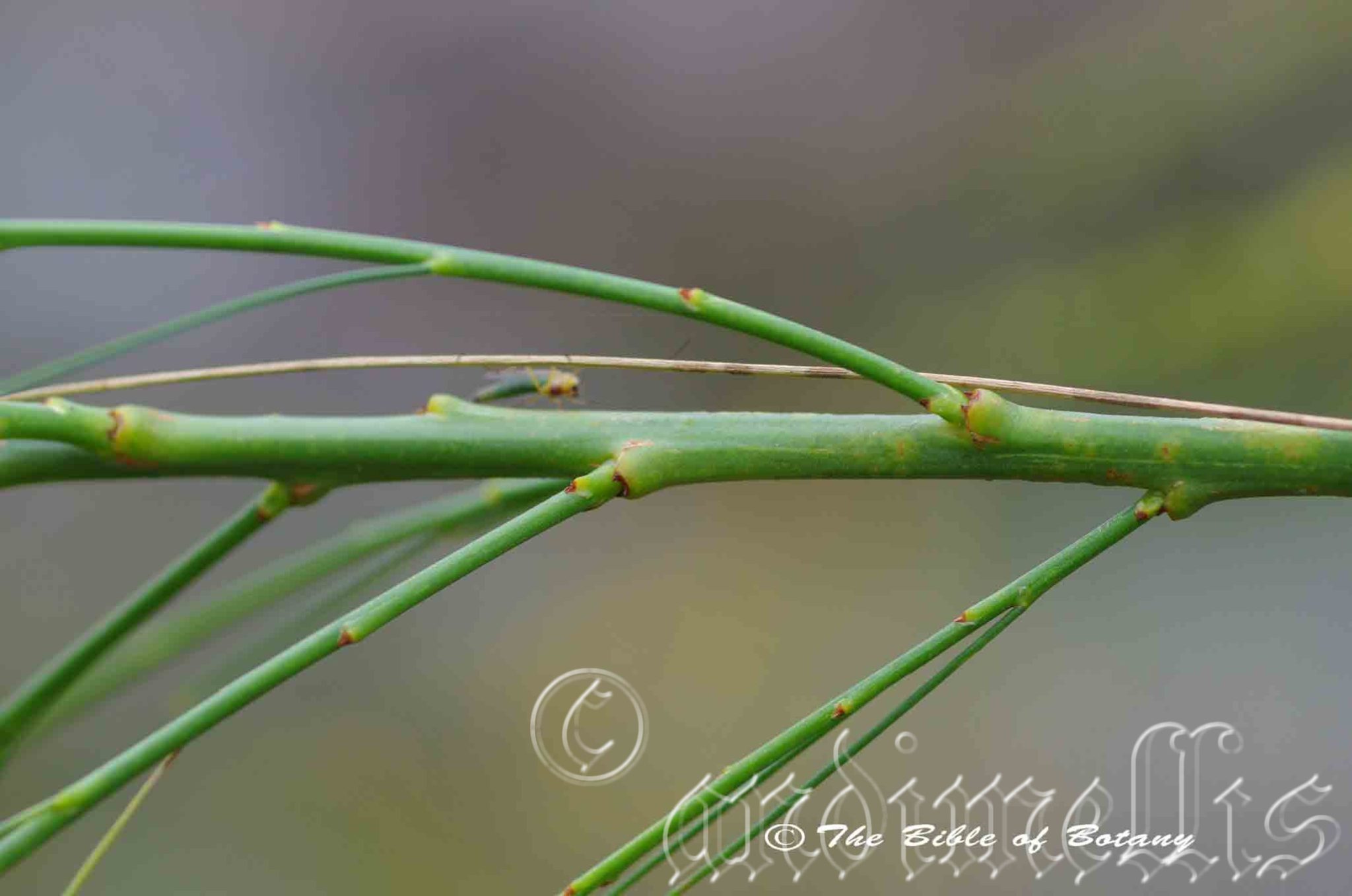 Plant Descriptions – Vachellia farnesiana – Vittaria elongata – The ...