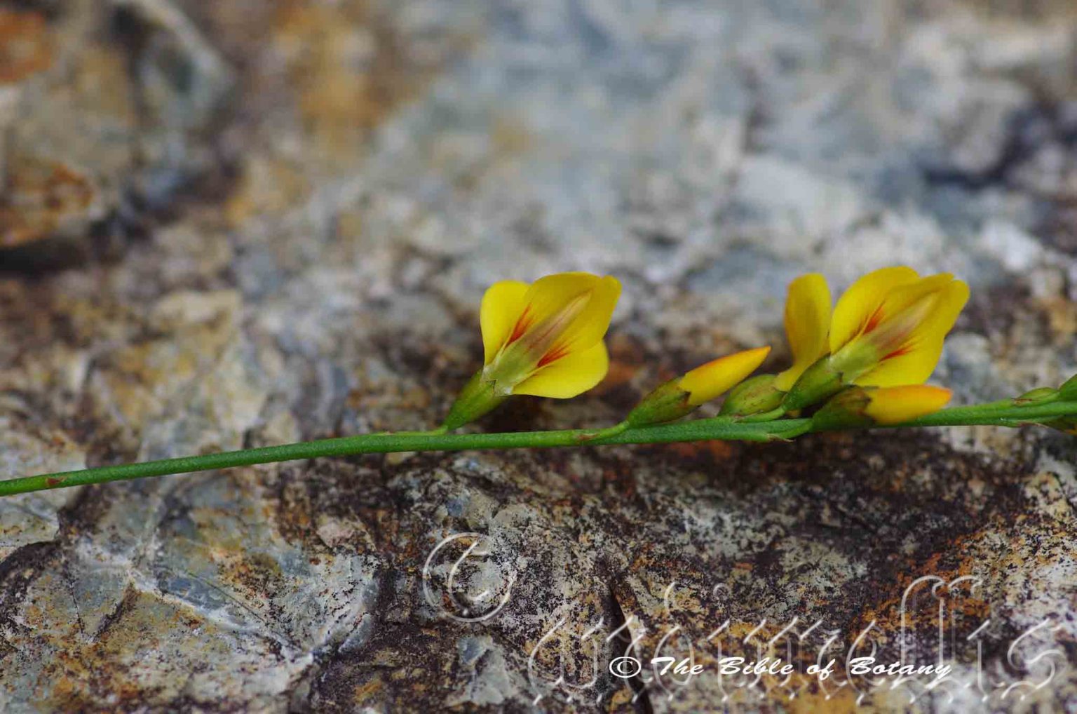 Plant Descriptions – Vachellia farnesiana – Vittaria elongata – The ...