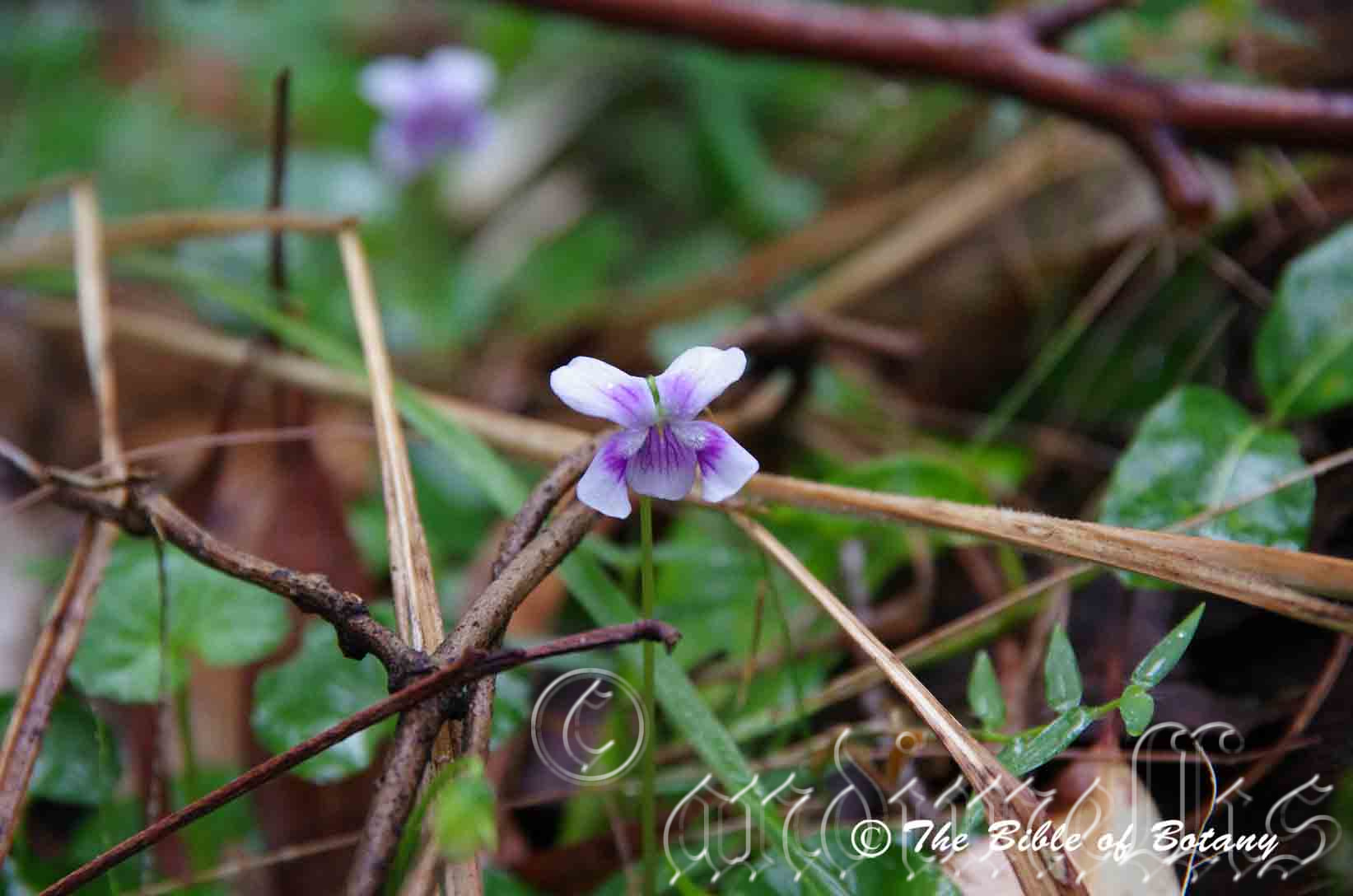 Plant Descriptions – Vachellia farnesiana – Vittaria elongata – The ...