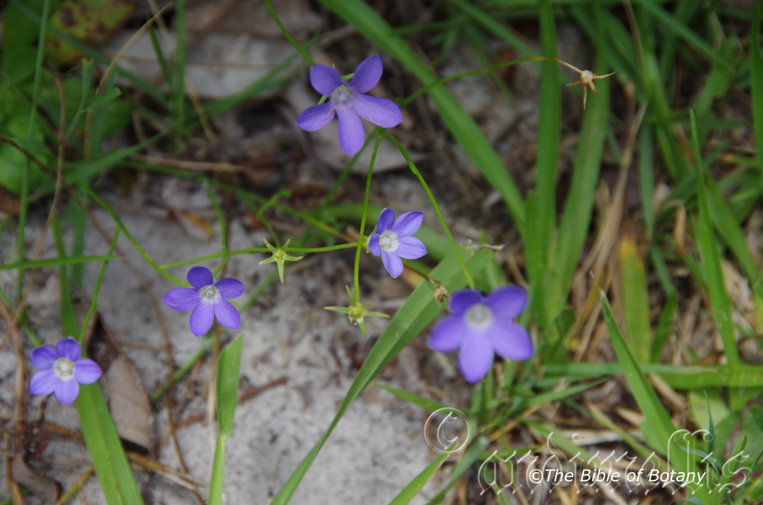 Plant Descriptions – Wahlenbergia communis – Wurmbea biglandulosa – The ...