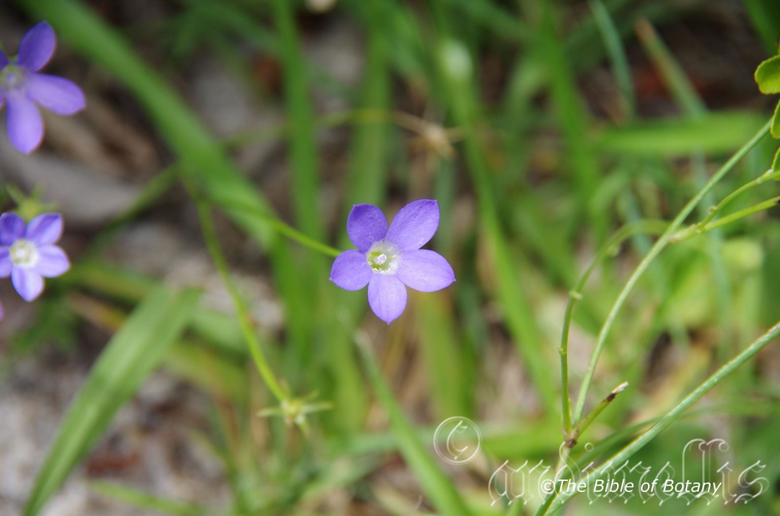 Plant Descriptions – Wahlenbergia communis – Wurmbea biglandulosa – The ...