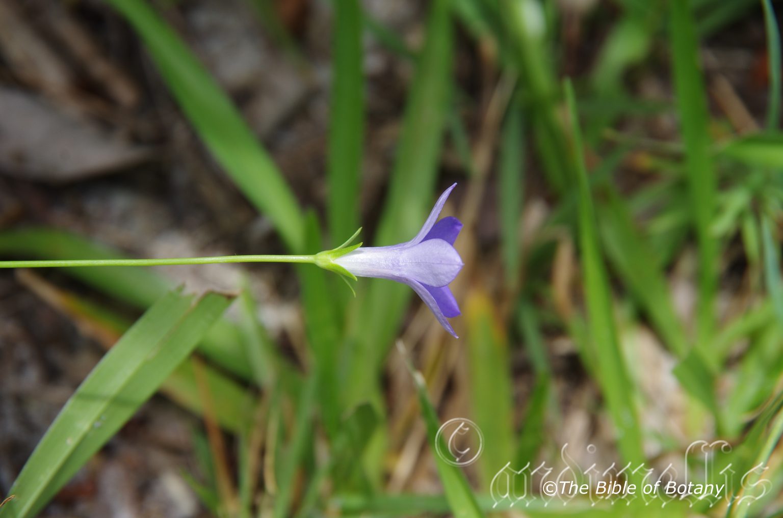 Plant Descriptions – Wahlenbergia communis – Wurmbea biglandulosa – The ...