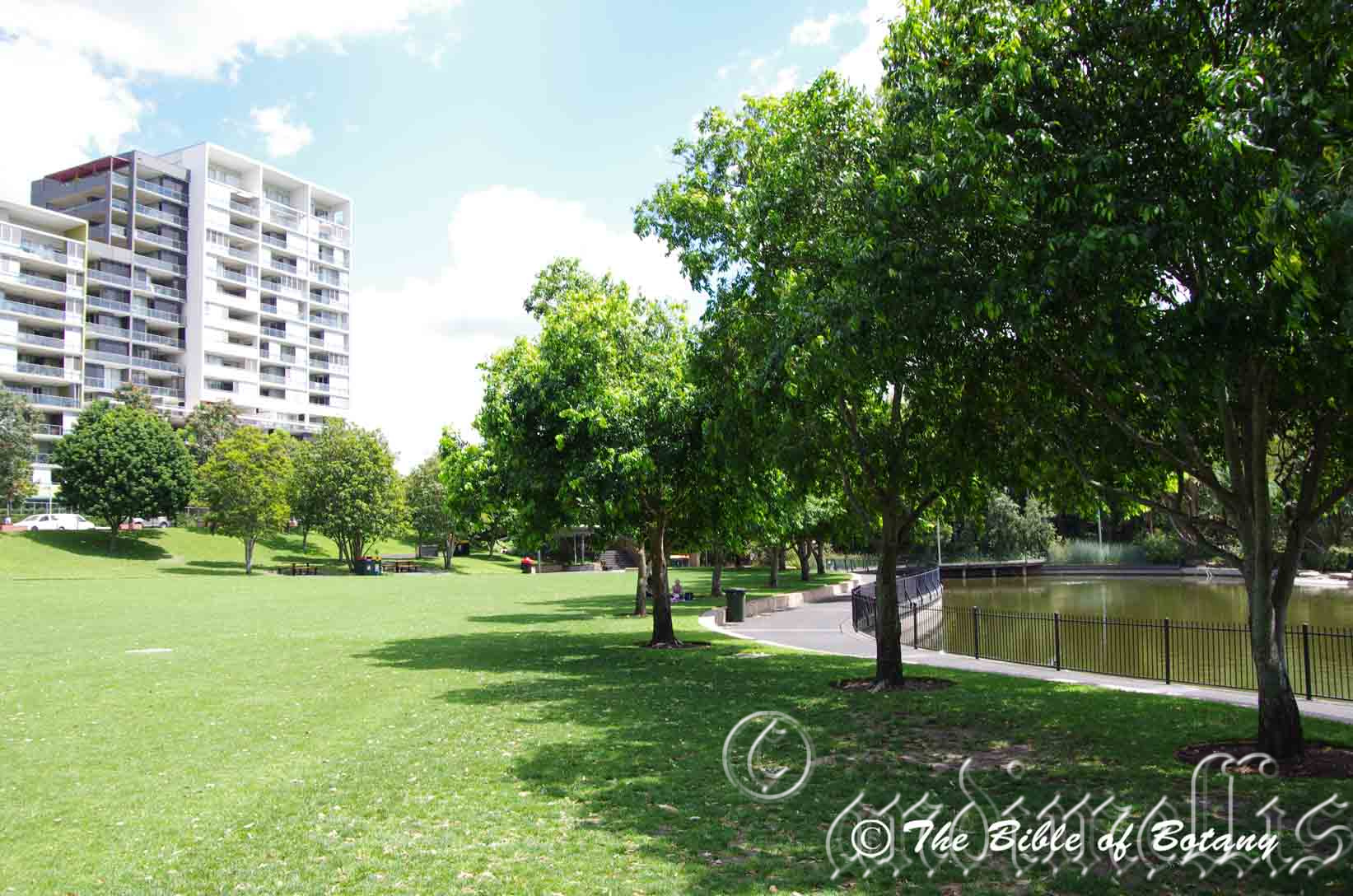 Plant Descriptions – Wahlenbergia communis – Wurmbea biglandulosa – The ...