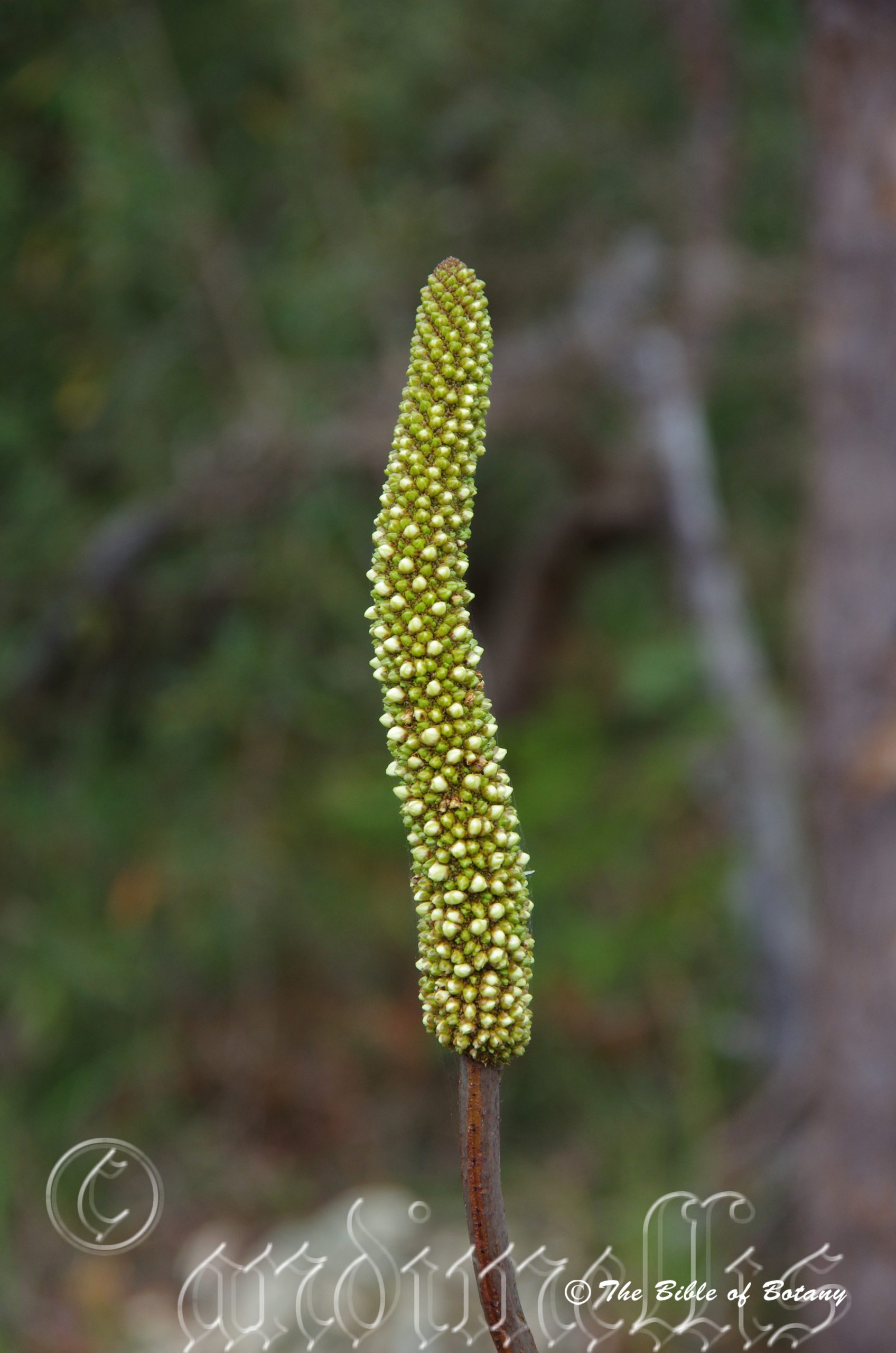 Plant Descriptions – Xanthophyllum fragrans – Xyris operculata – The ...