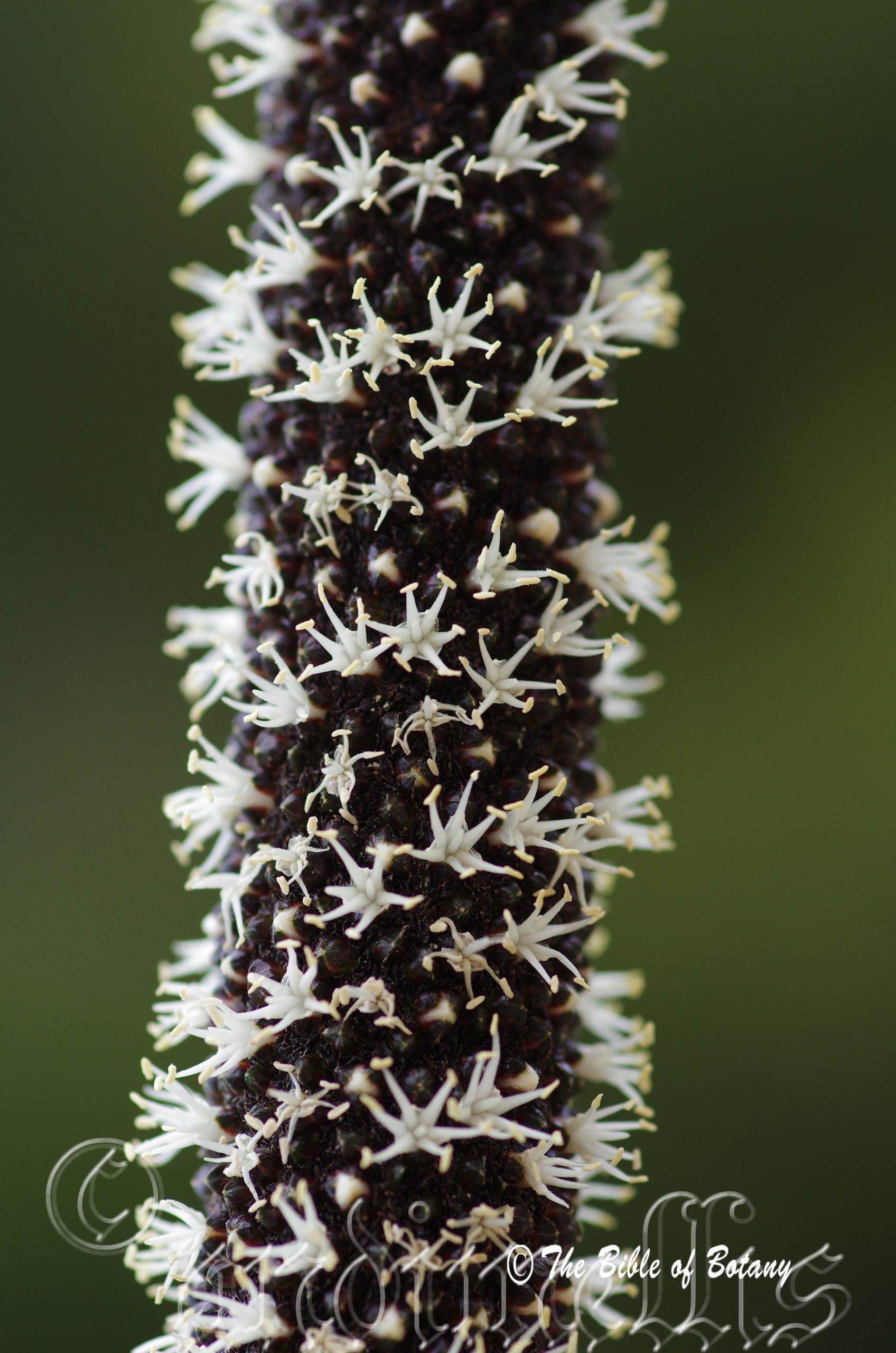 Plant Descriptions – Xanthophyllum fragrans – Xyris operculata – The ...