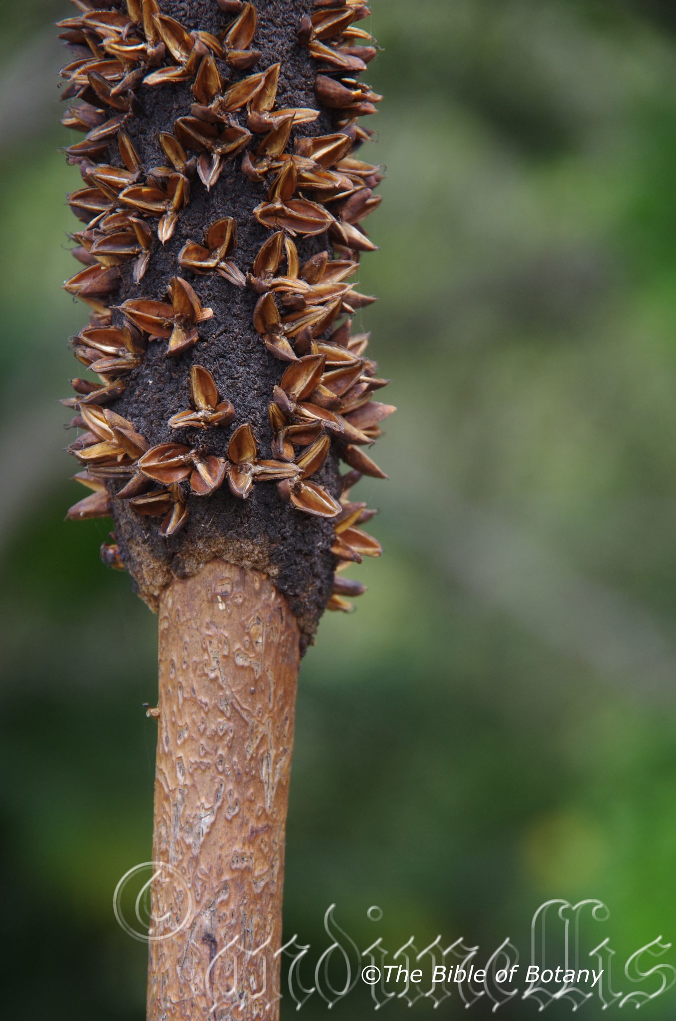 Plant Descriptions – Xanthophyllum fragrans – Xyris operculata – The ...