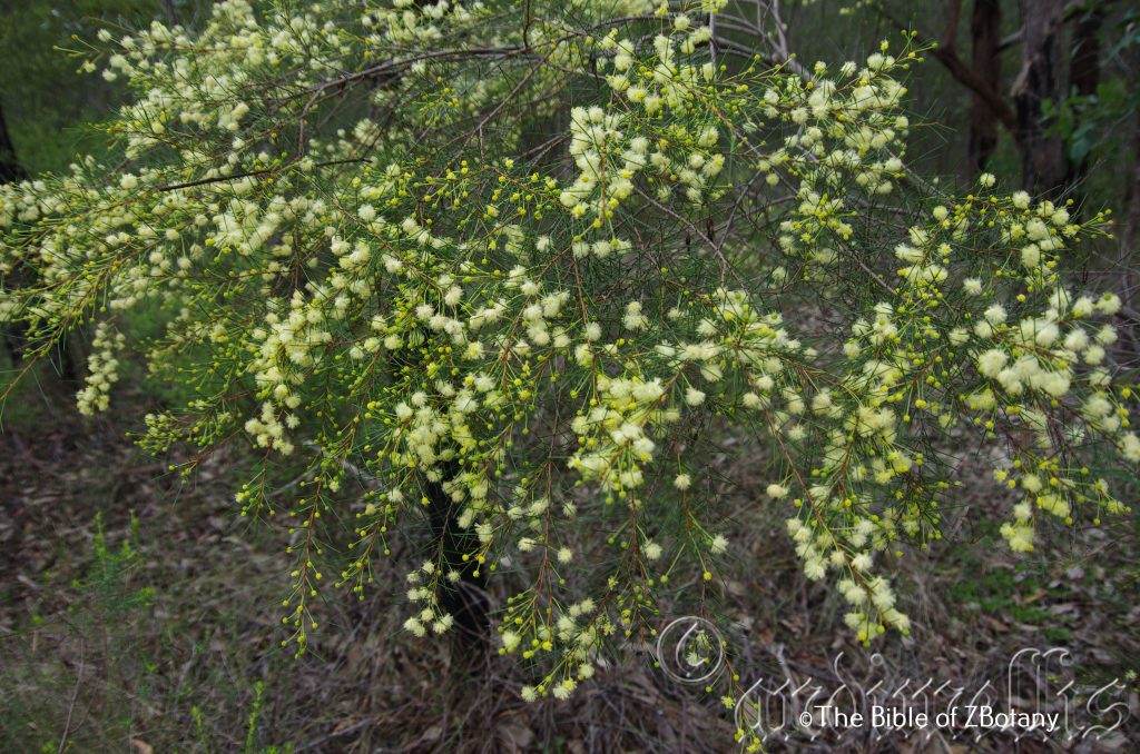 Plant Descriptions – Acacia quadrilateralis – Ailanthus triphysa – The ...