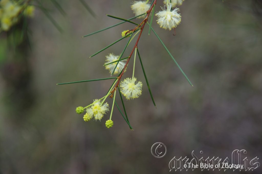 Plant Descriptions – Acacia quadrilateralis – Ailanthus triphysa – The ...