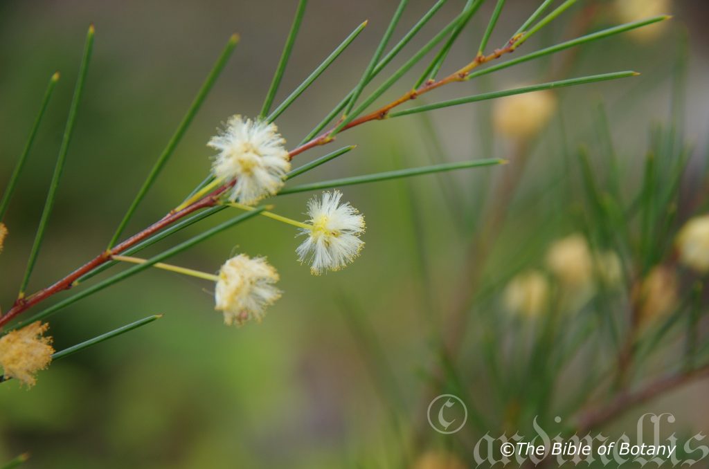 Plant Descriptions – Acacia quadrilateralis – Ailanthus triphysa – The ...