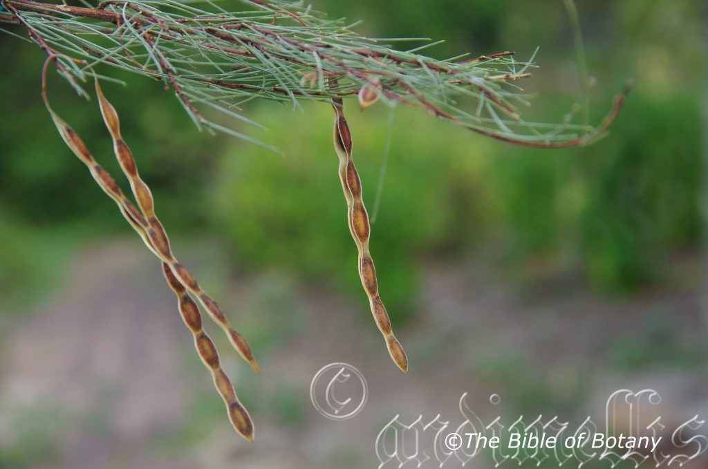 Plant Descriptions – Acacia quadrilateralis – Ailanthus triphysa – The ...
