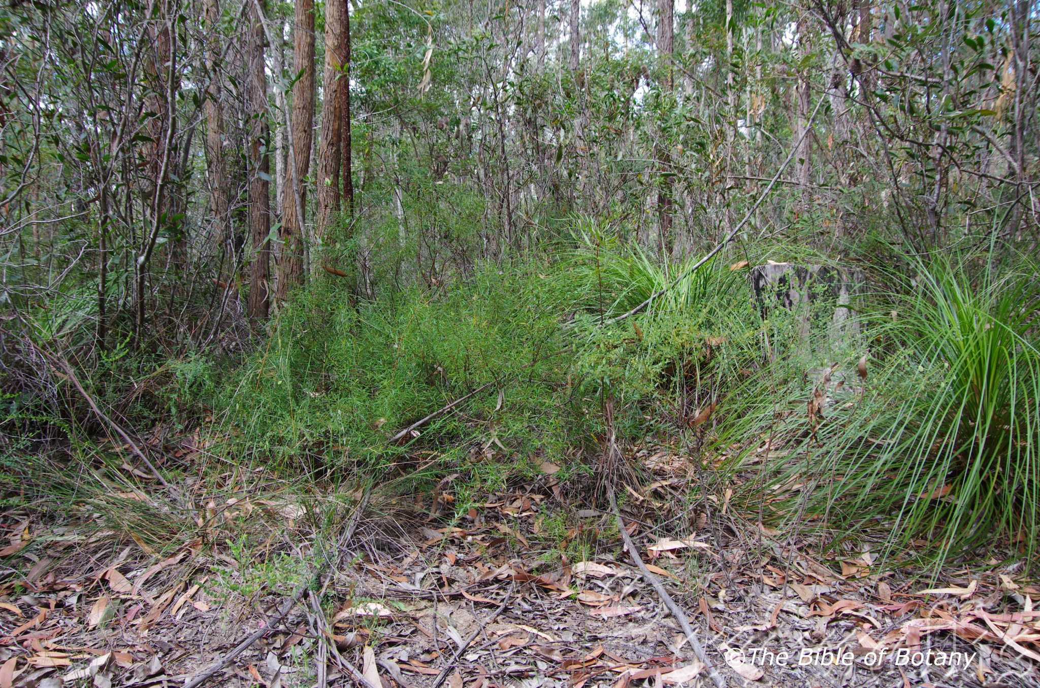 Plant Descriptions – Boronia chartacea – Bothriochloa australe – The ...