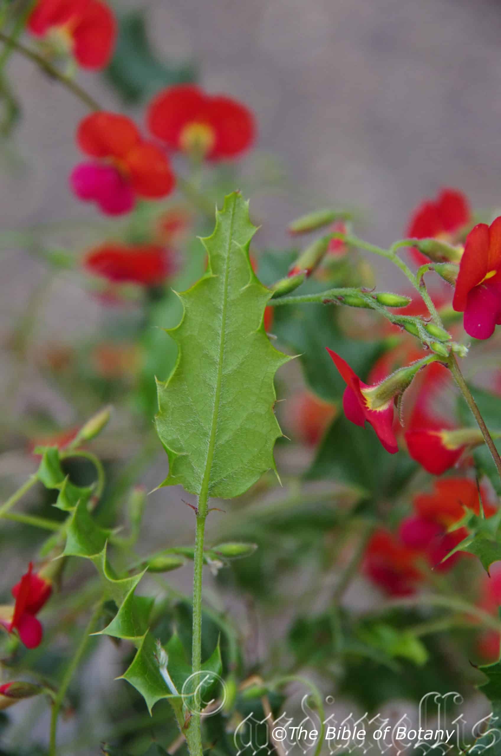 Plant Descriptions – Chorizema cordatum – Commelina ensifolia – The ...