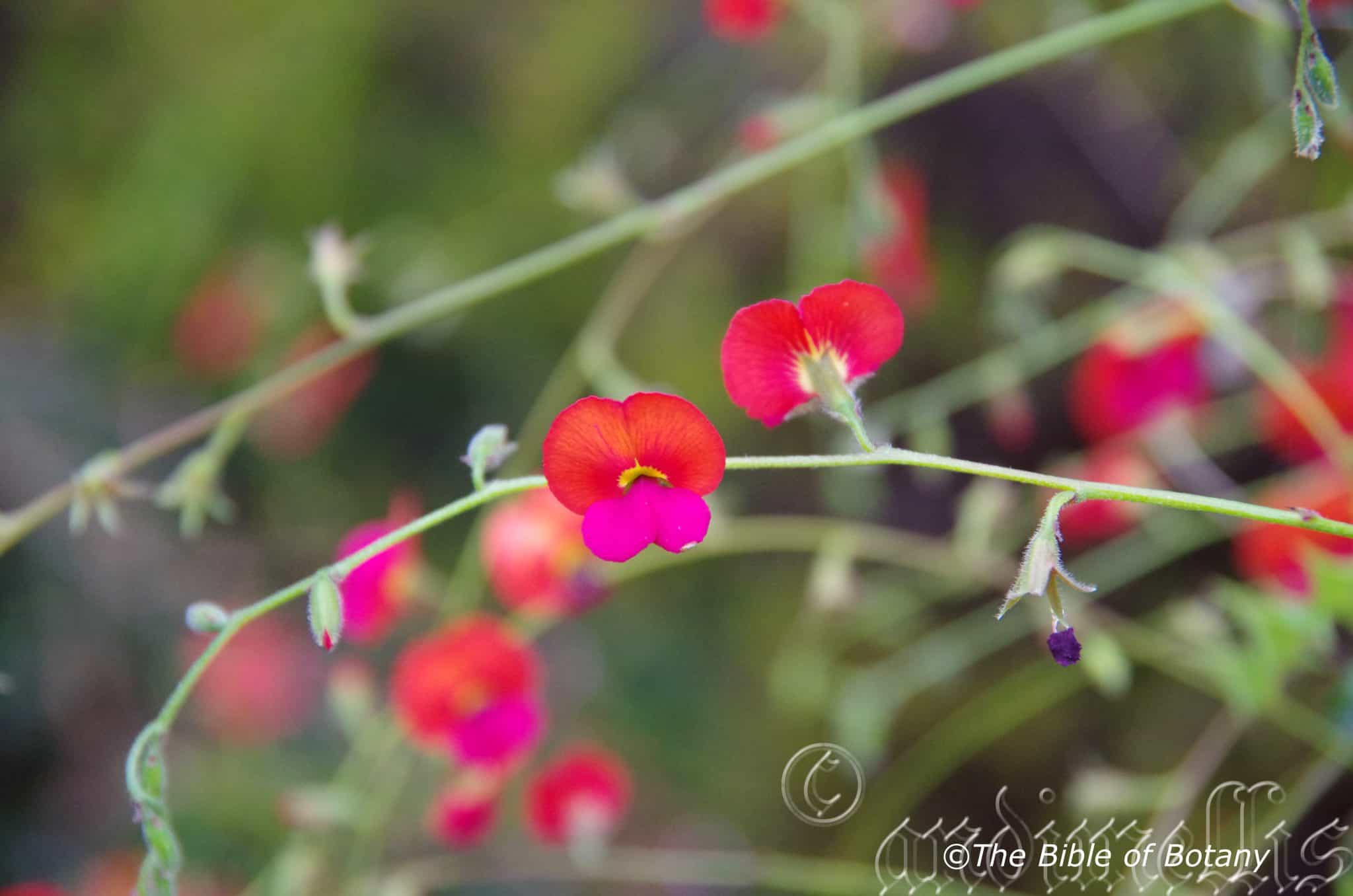 Plant Descriptions – Chorizema cordatum – Commelina ensifolia – The ...