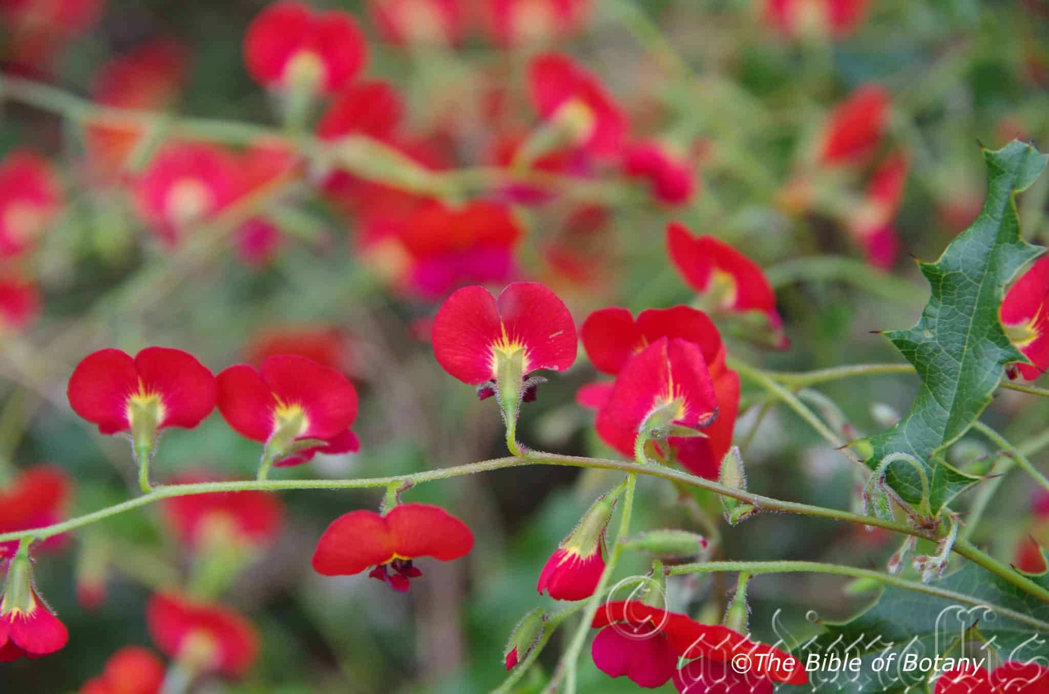 Plant Descriptions – Chorizema cordatum – Commelina ensifolia – The ...
