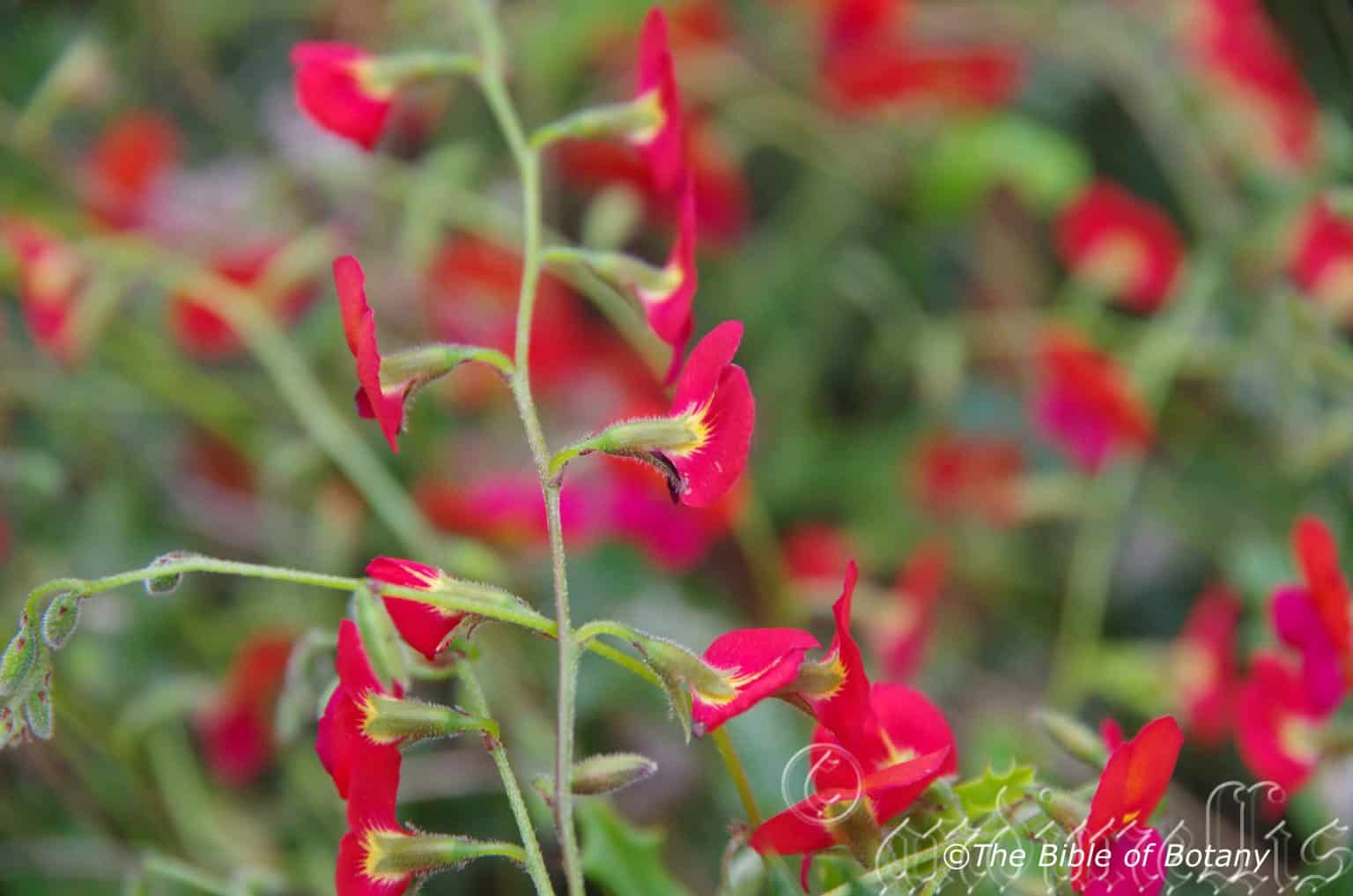 Plant Descriptions – Chorizema cordatum – Commelina ensifolia – The ...