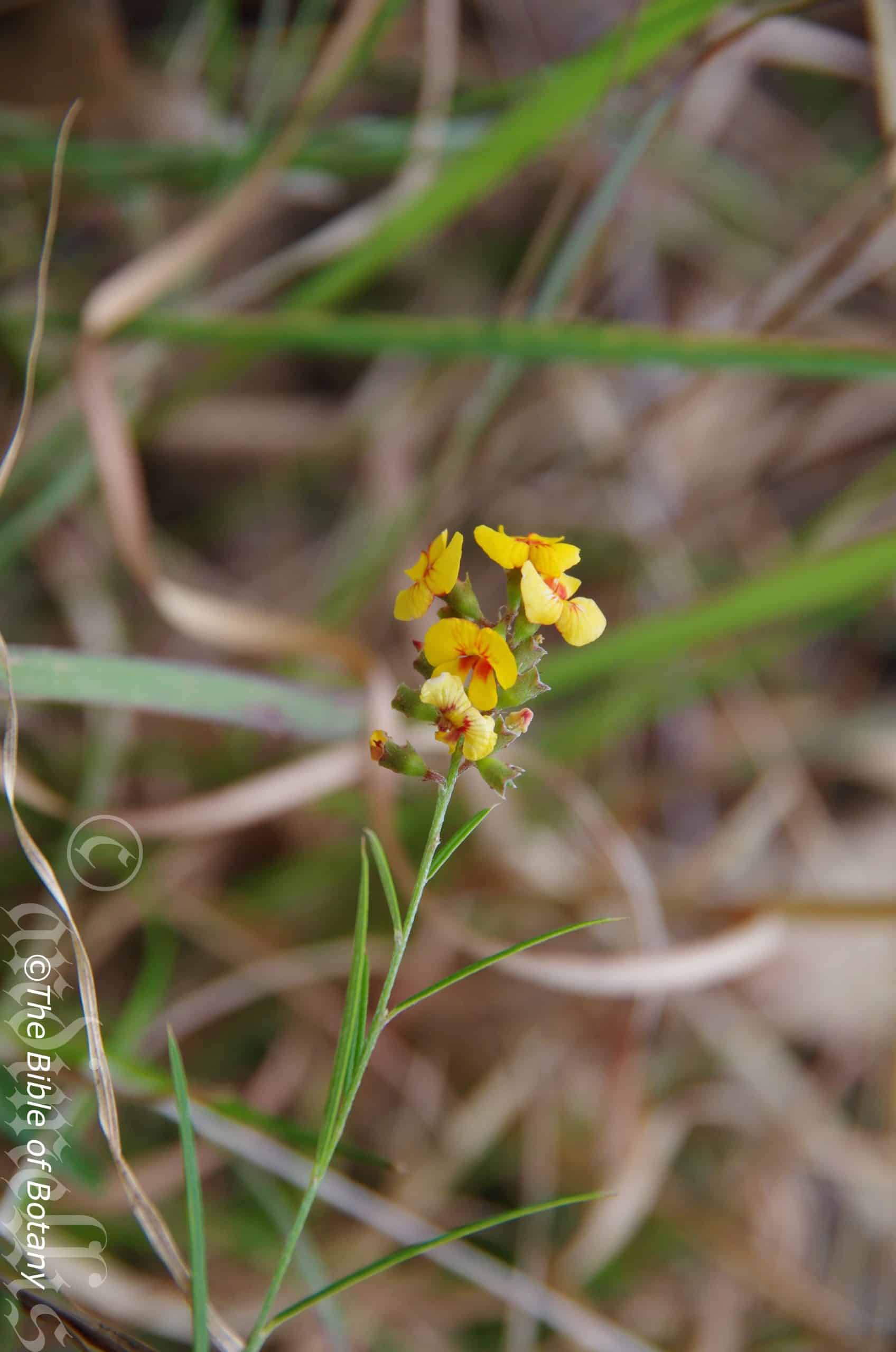 Plant Descriptions – Chorizema cordatum – Commelina ensifolia – The ...