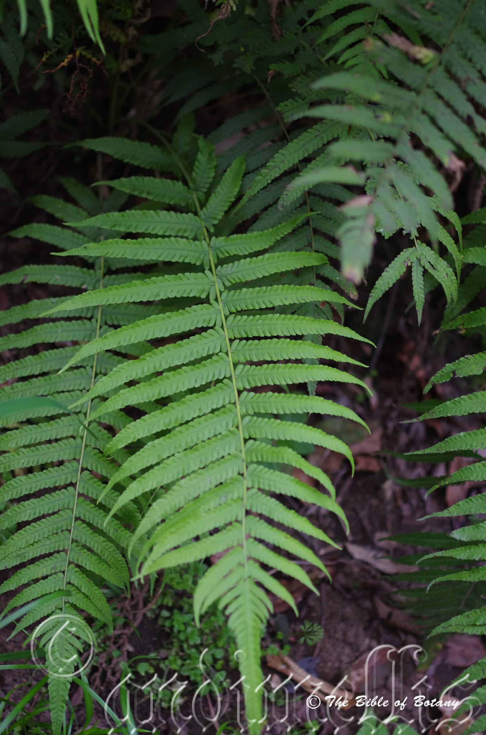 Plant Descriptions – Chorizema cordatum – Commelina ensifolia – The ...