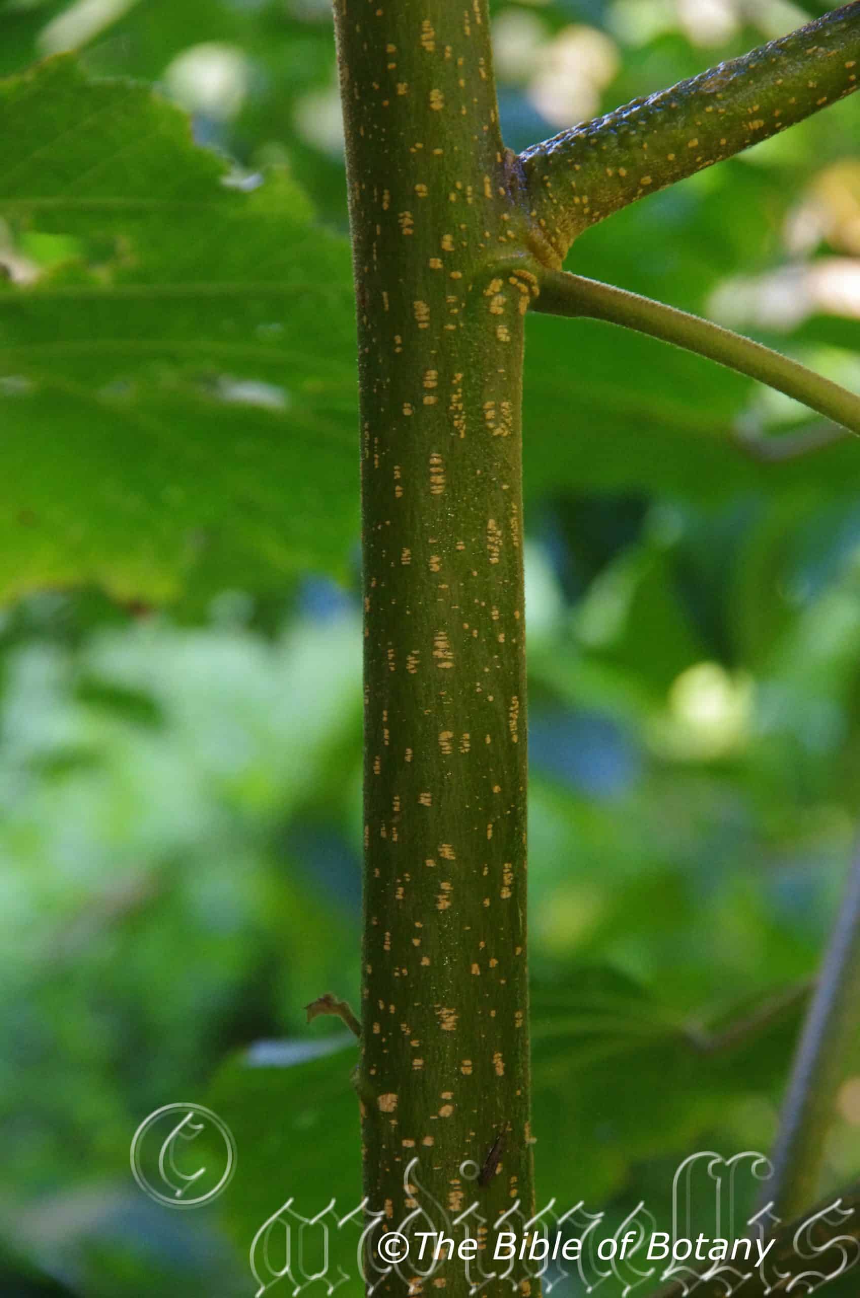 Plant Descriptions Commersonia bartramia – Crotalaria verrucosa – The ...