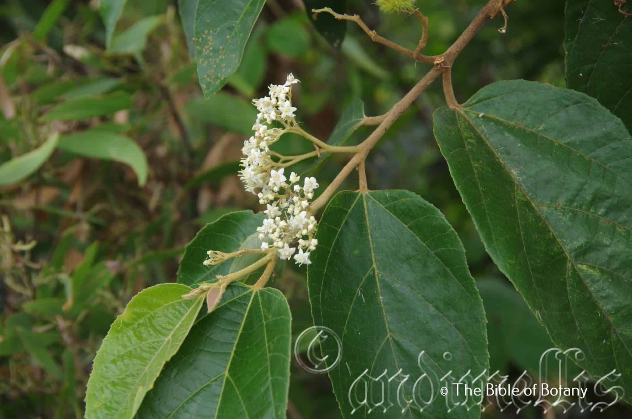 Plant Descriptions Commersonia bartramia – Crotalaria verrucosa – The ...