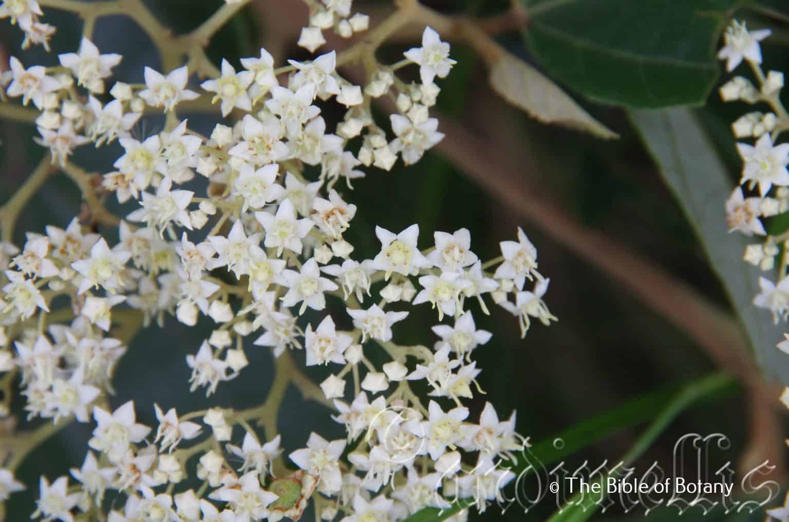 Plant Descriptions Commersonia bartramia – Crotalaria verrucosa – The ...