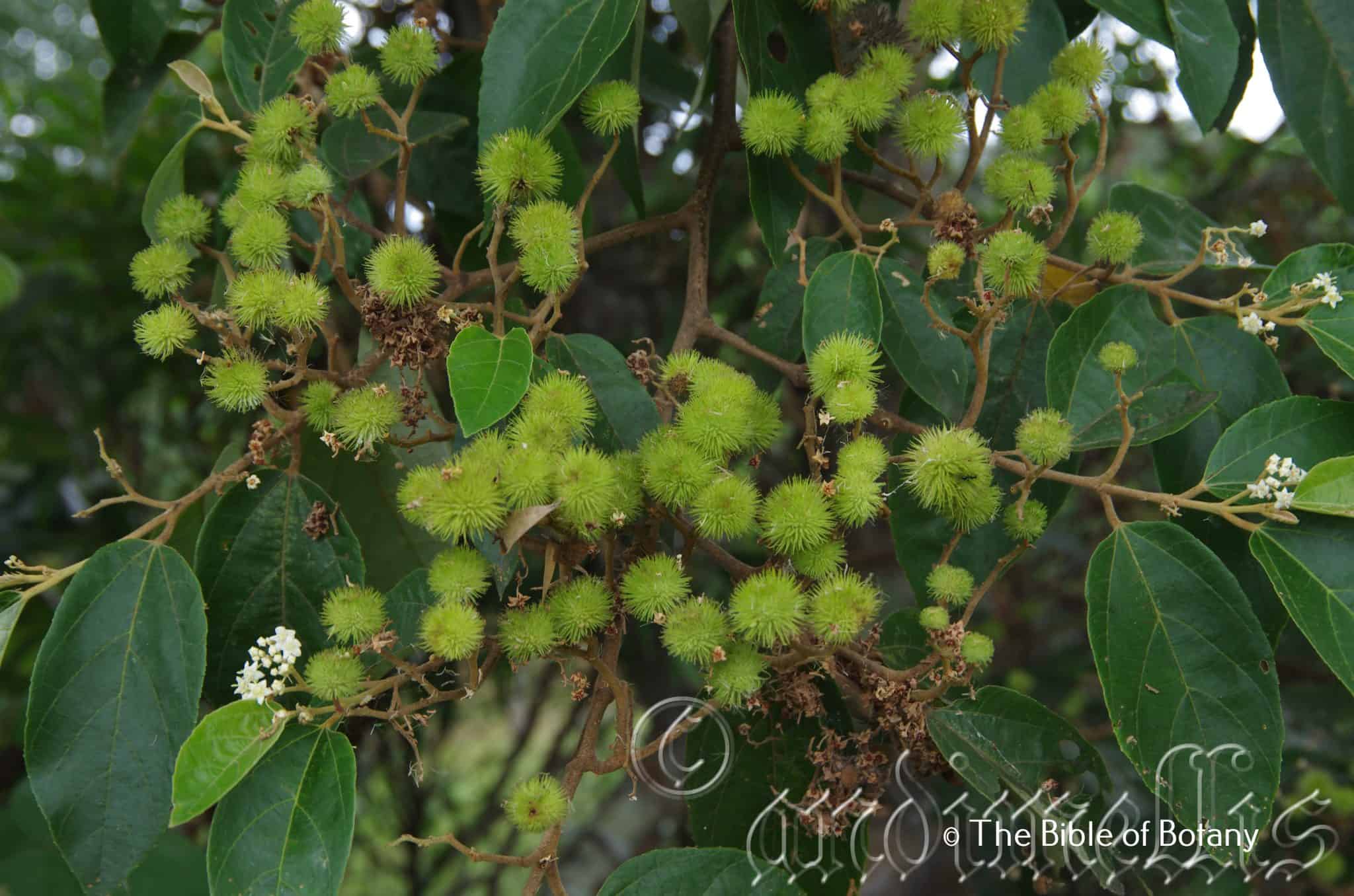 Plant Descriptions Commersonia bartramia – Crotalaria verrucosa – The ...