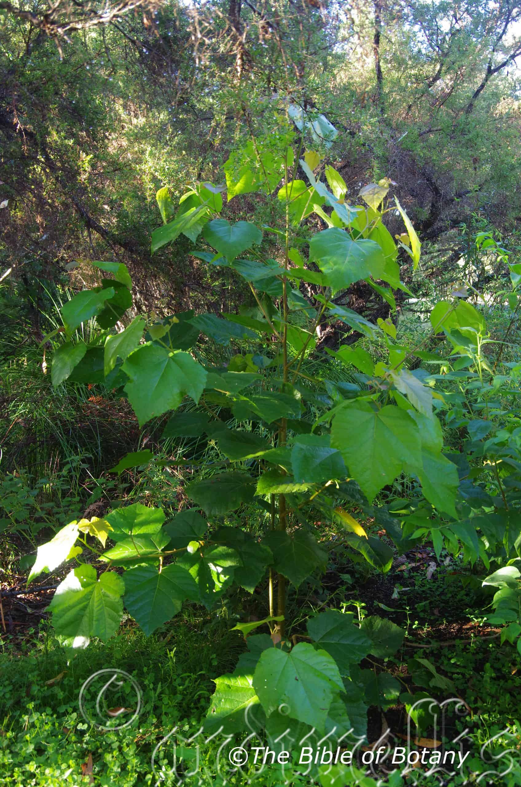 Plant Descriptions Commersonia bartramia – Crotalaria verrucosa – The ...