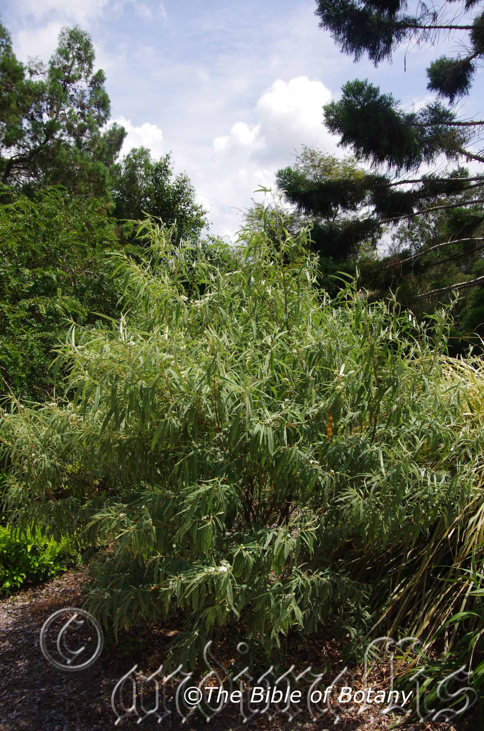 Plant Descriptions Commersonia bartramia – Crotalaria verrucosa – The ...