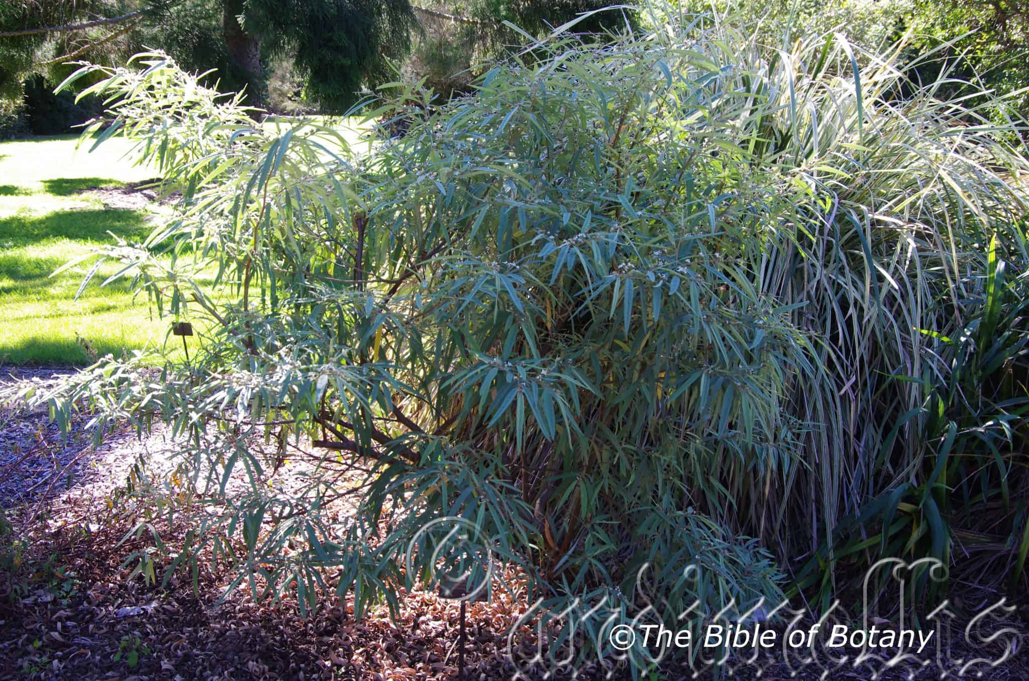 Plant Descriptions Commersonia bartramia – Crotalaria verrucosa – The ...