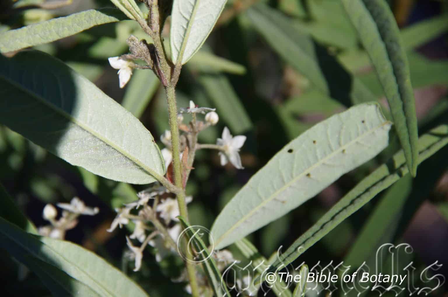 Plant Descriptions Commersonia bartramia – Crotalaria verrucosa – The ...