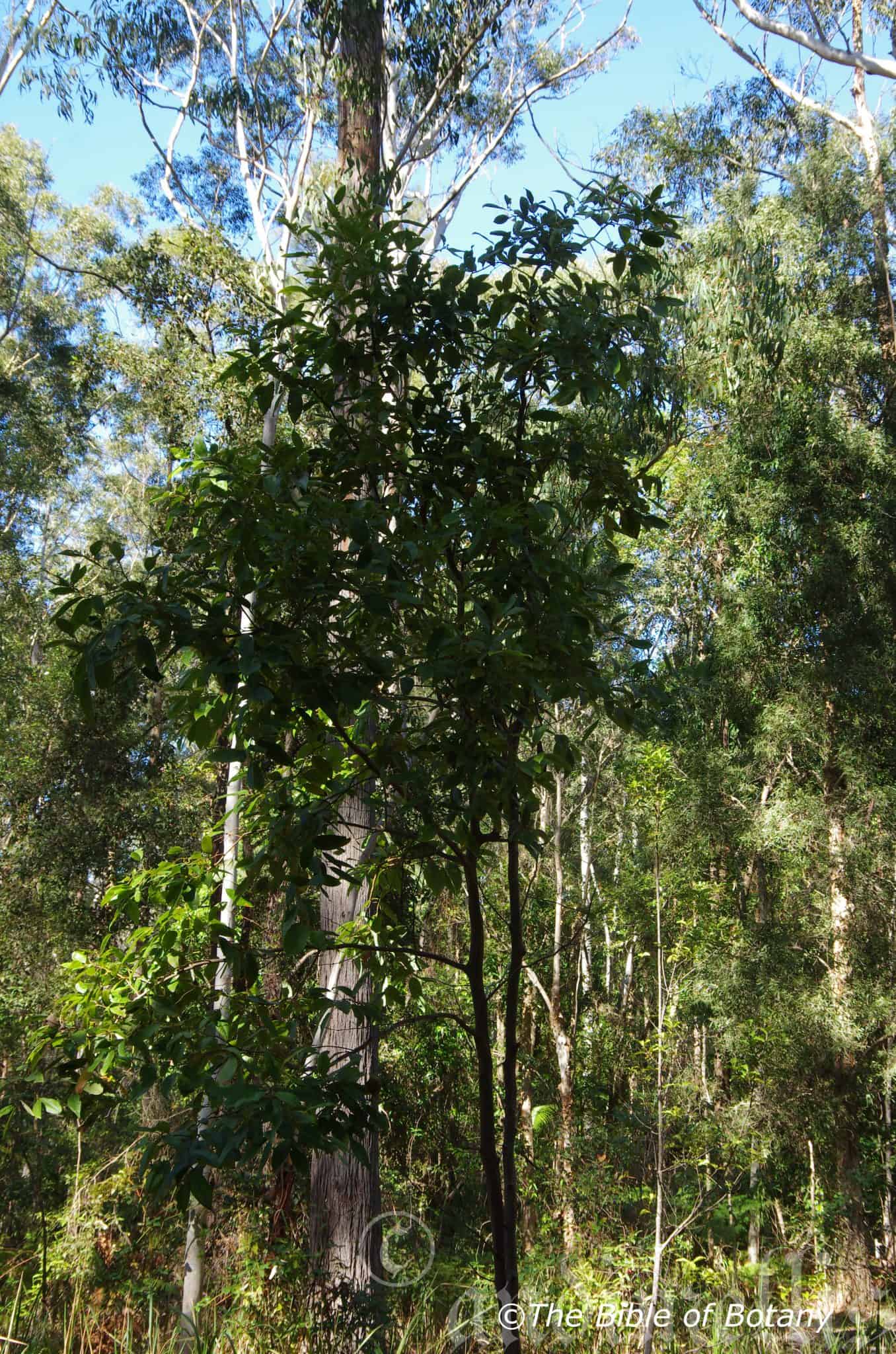 Plant Descriptions – Croton insularis – Cymbopogon refractus – The ...