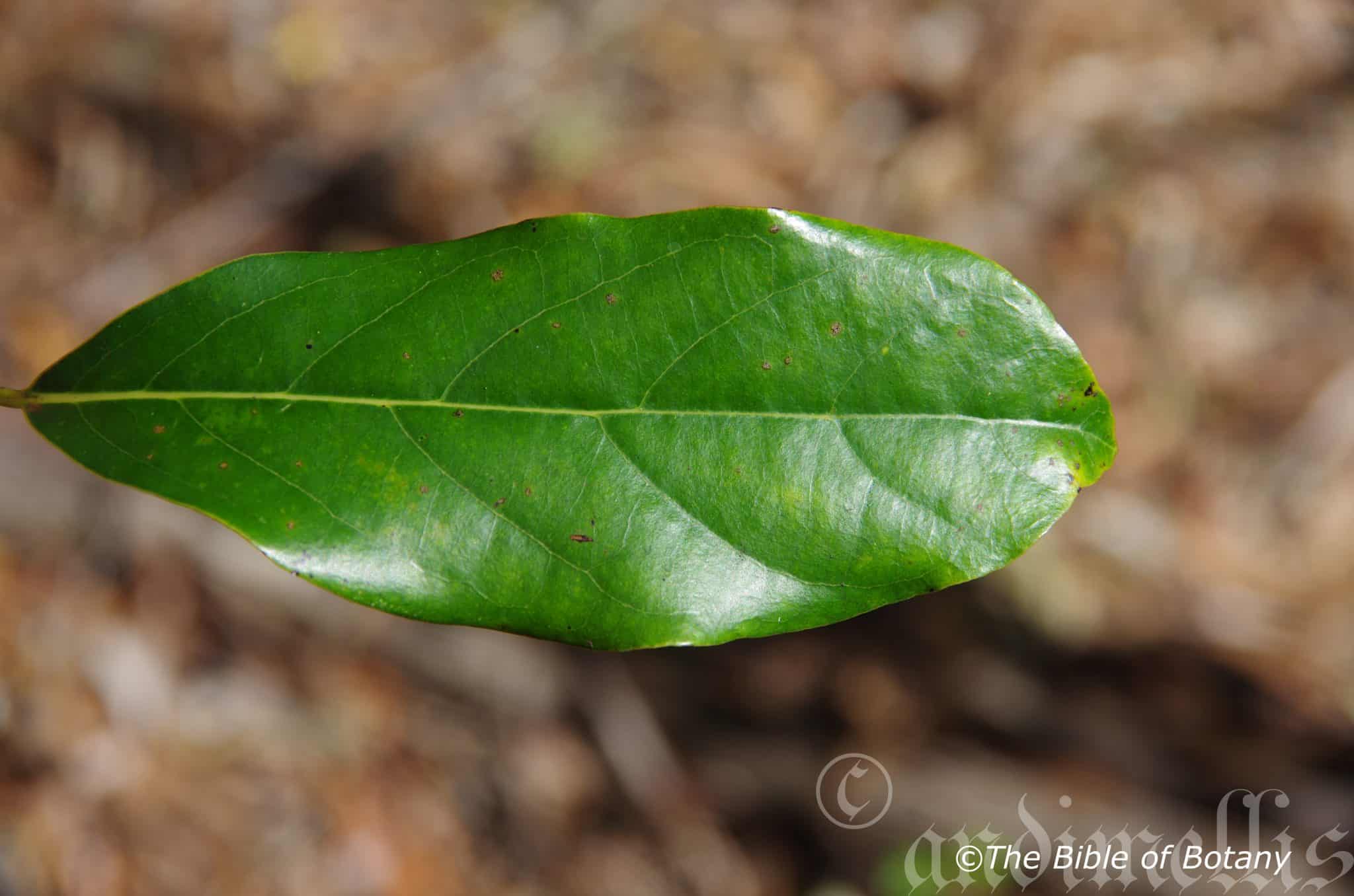 Plant Descriptions – Croton insularis – Cymbopogon refractus – The ...
