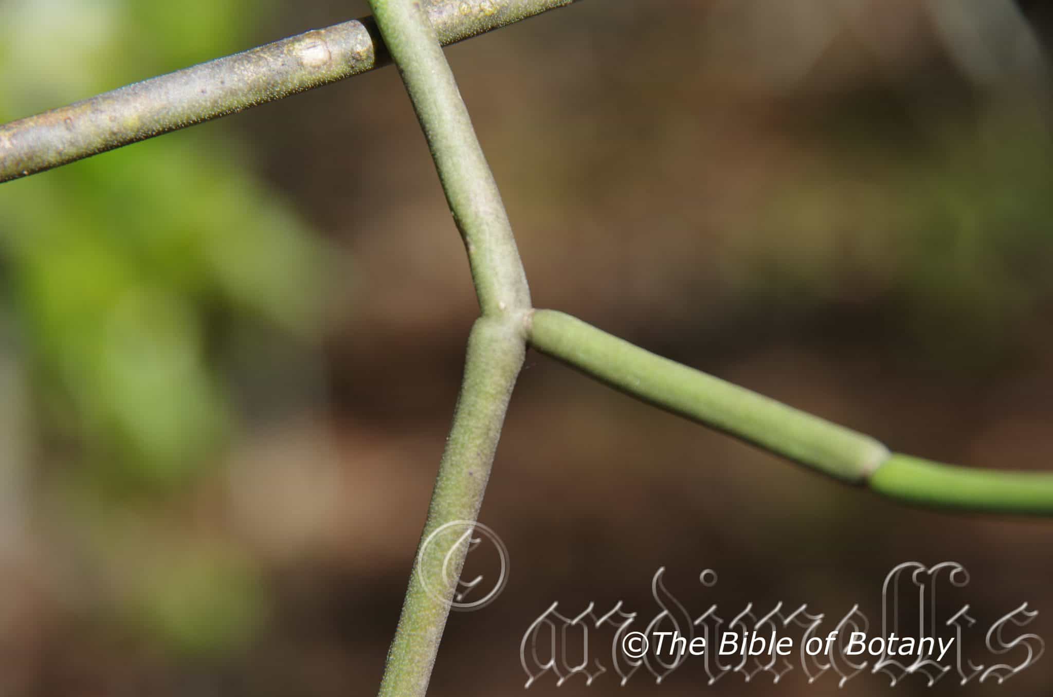 Plant Descriptions – Cynanchum viminale – Cyperus unioloides – The ...