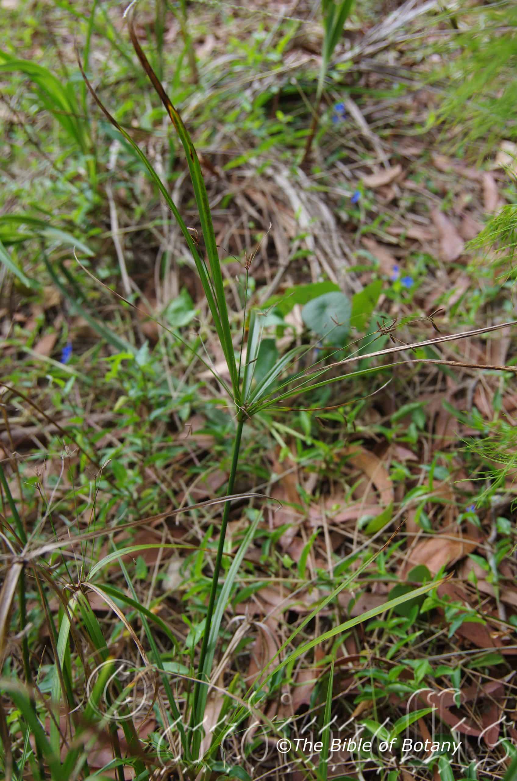 Plant Descriptions – Cynanchum viminale – Cyperus unioloides – The ...