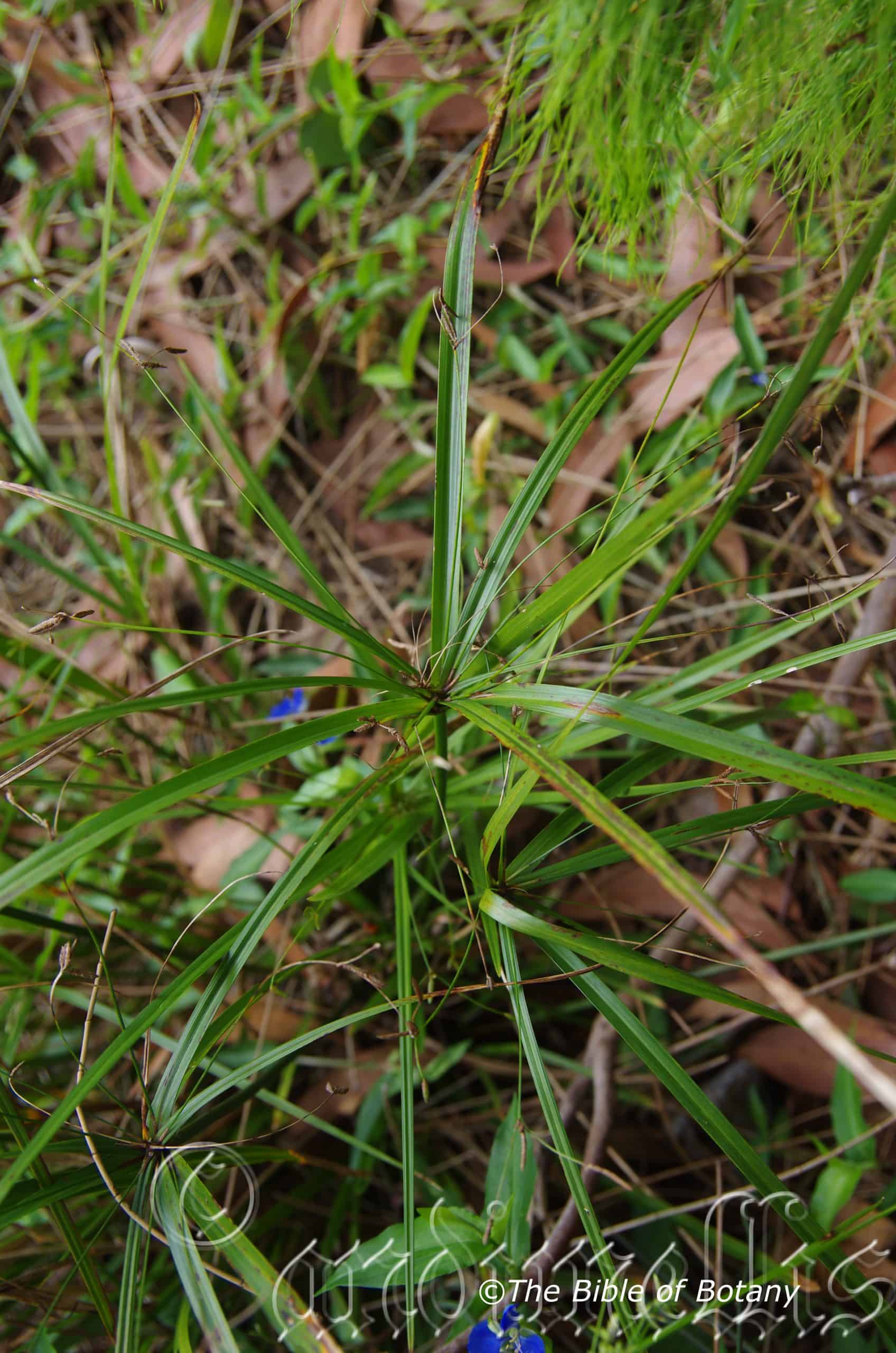 Plant Descriptions – Cynanchum viminale – Cyperus unioloides – The ...