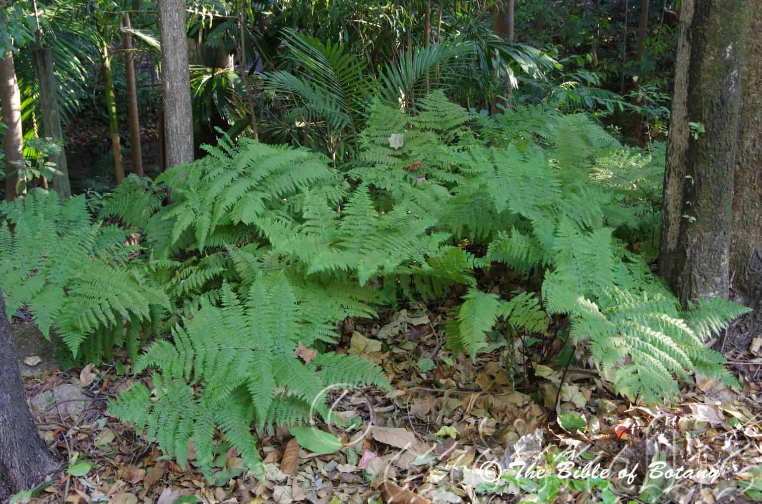 Plant Descriptions – Dennstaedtia davallioides – Diplocyclos palmatus ...