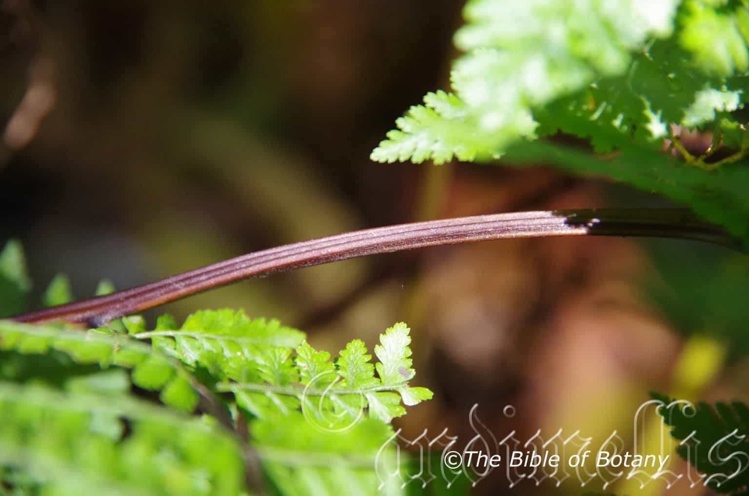 Plant Descriptions – Dennstaedtia davallioides – Diplocyclos palmatus ...