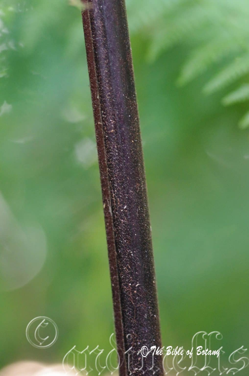 Plant Descriptions – Dennstaedtia davallioides – Diplocyclos palmatus ...