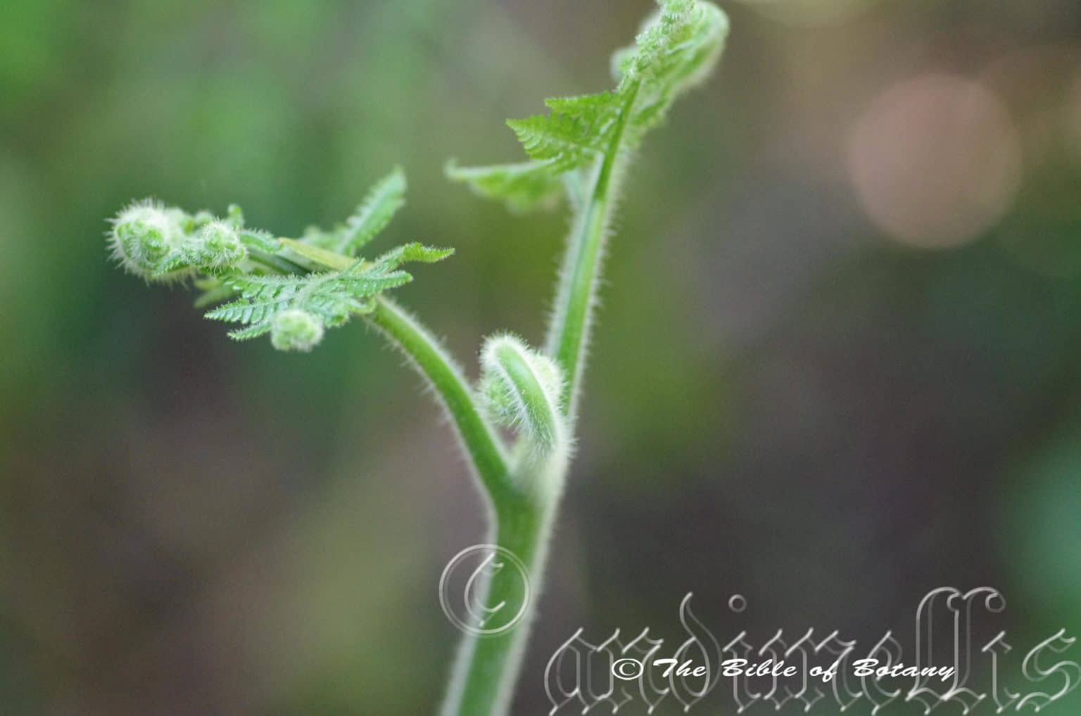 Plant Descriptions – Dennstaedtia davallioides – Diplocyclos palmatus ...