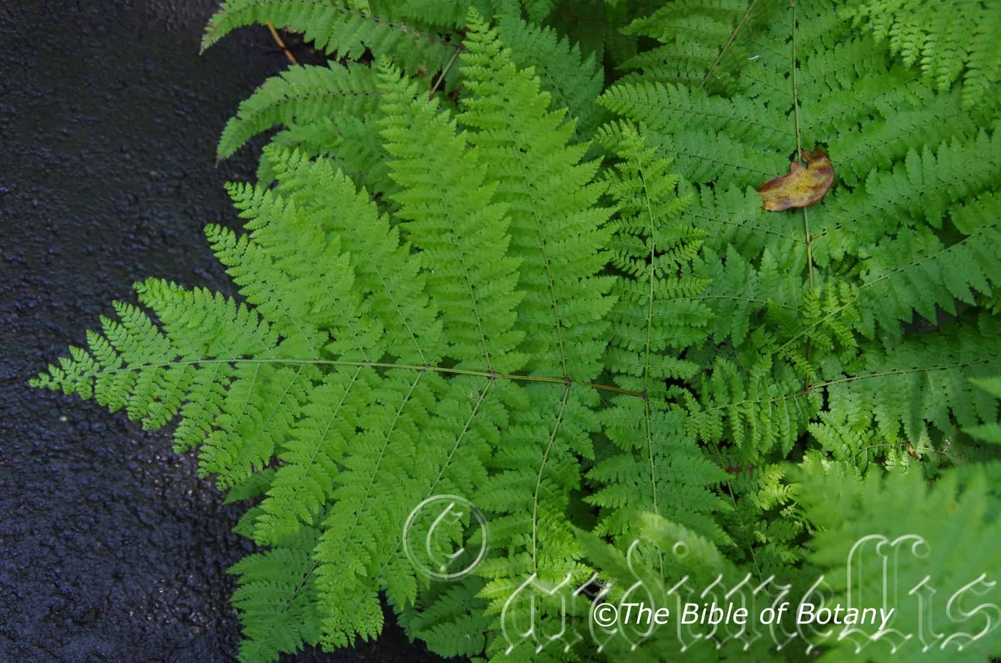 Plant Descriptions – Dennstaedtia davallioides – Diplocyclos palmatus ...