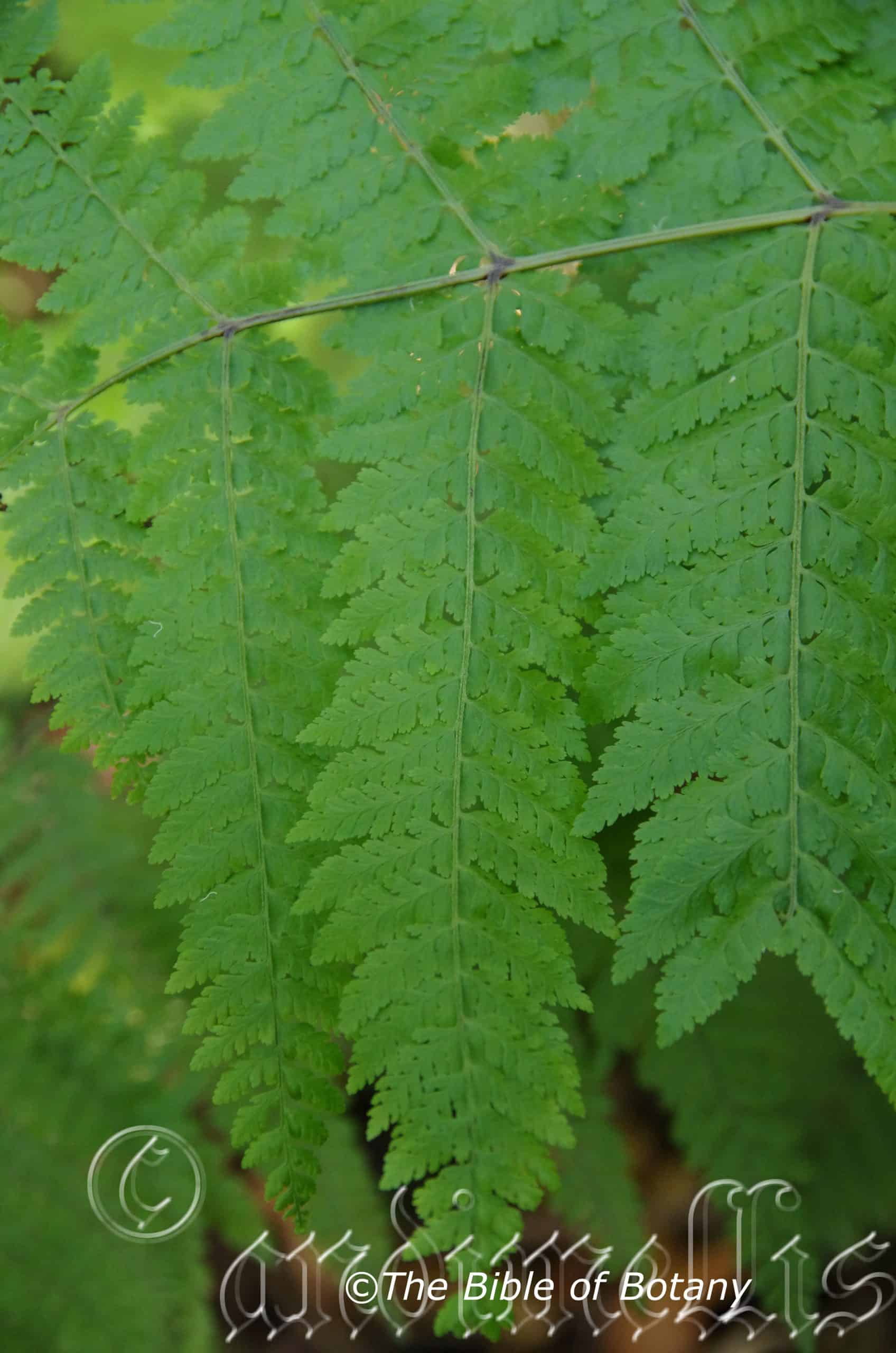 Plant Descriptions – Dennstaedtia davallioides – Diplocyclos palmatus ...