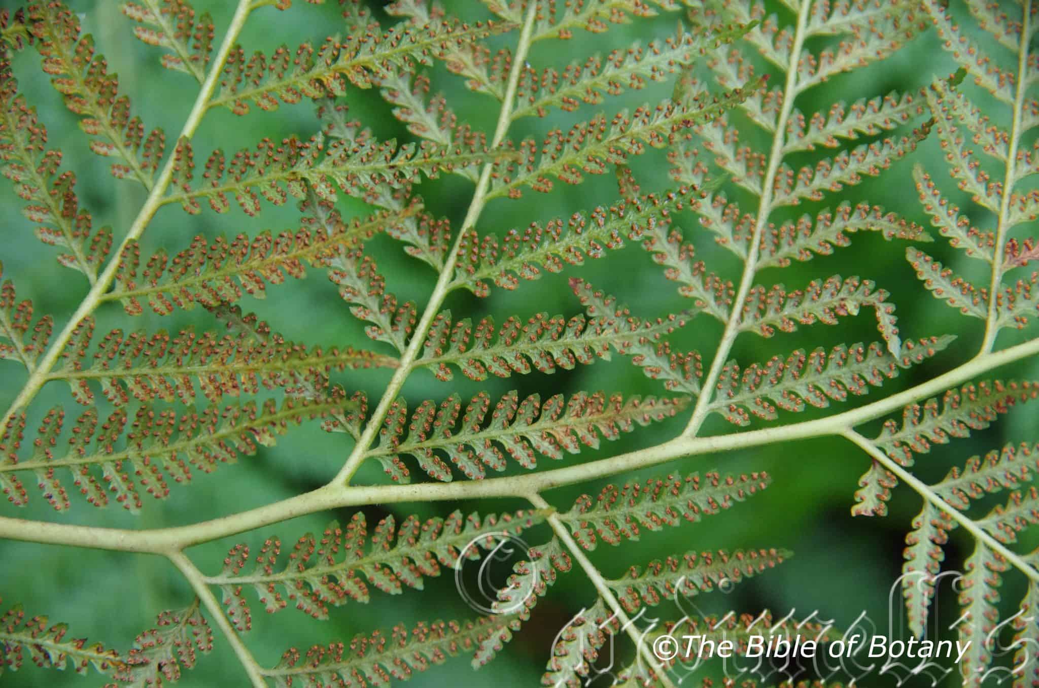 Plant Descriptions – Dennstaedtia davallioides – Diplocyclos palmatus ...