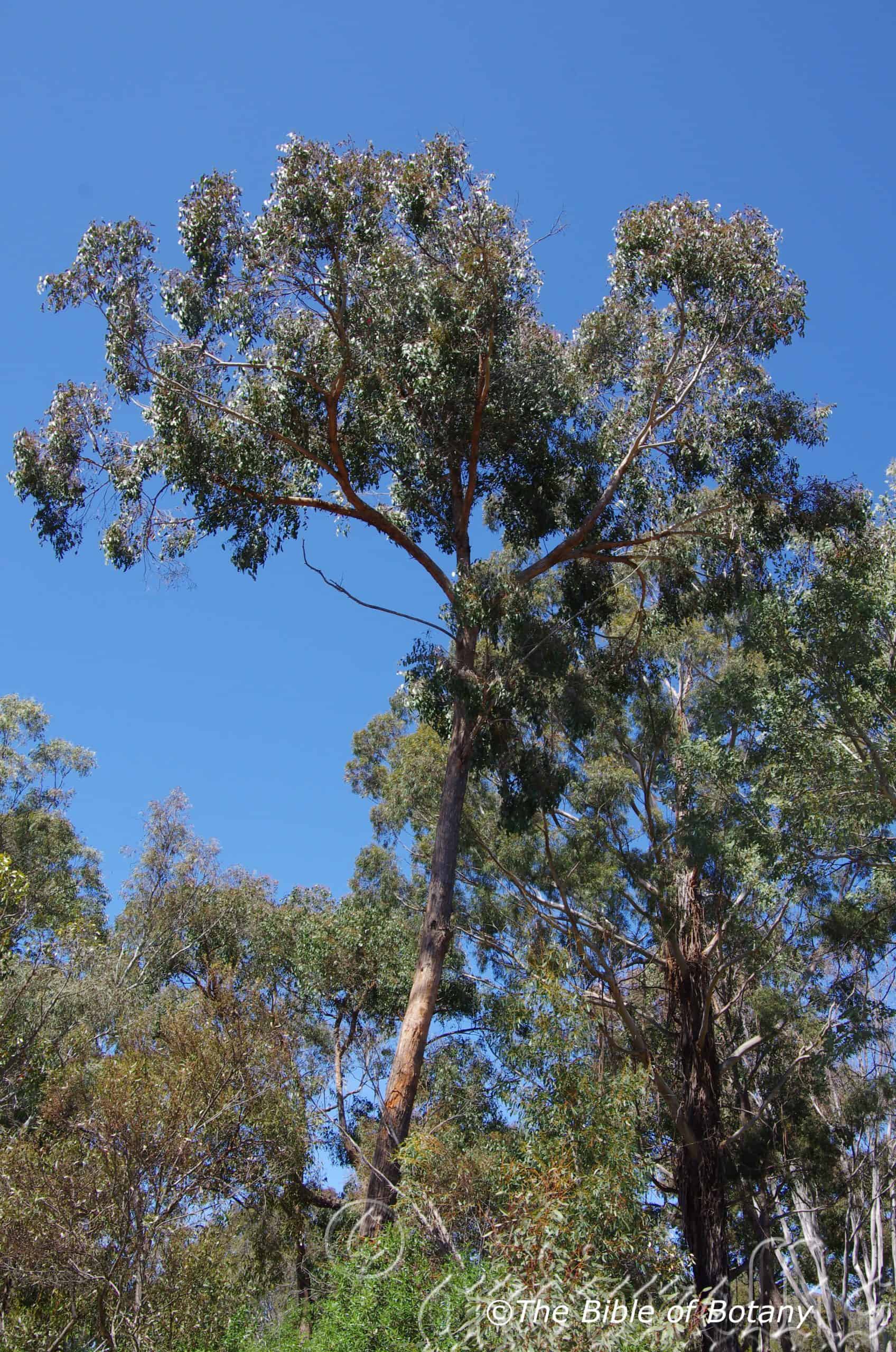 Plant Descriptions – Eucalyptus kruseana – Eucalyptus robusta – The ...