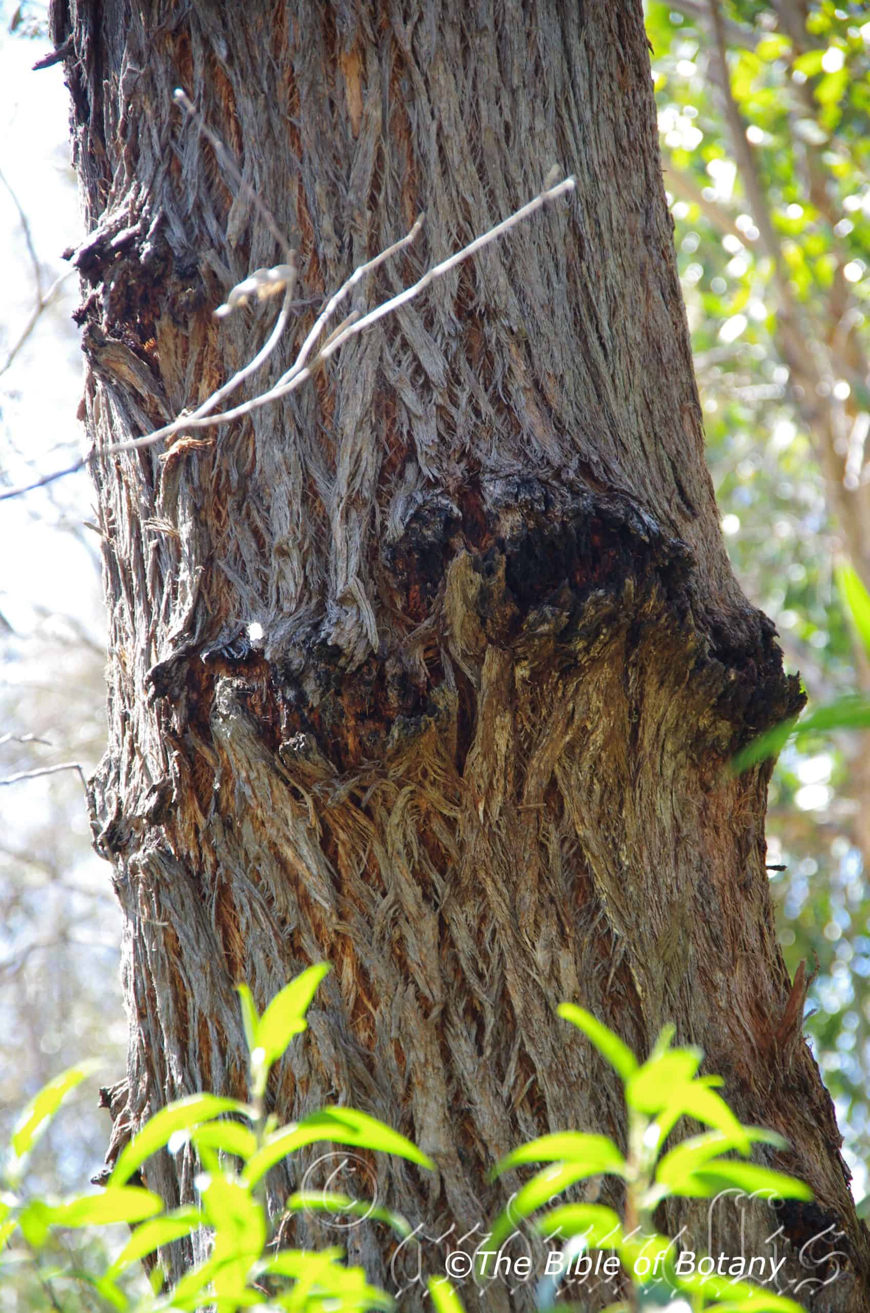 Plant Descriptions – Eucalyptus kruseana – Eucalyptus robusta – The ...