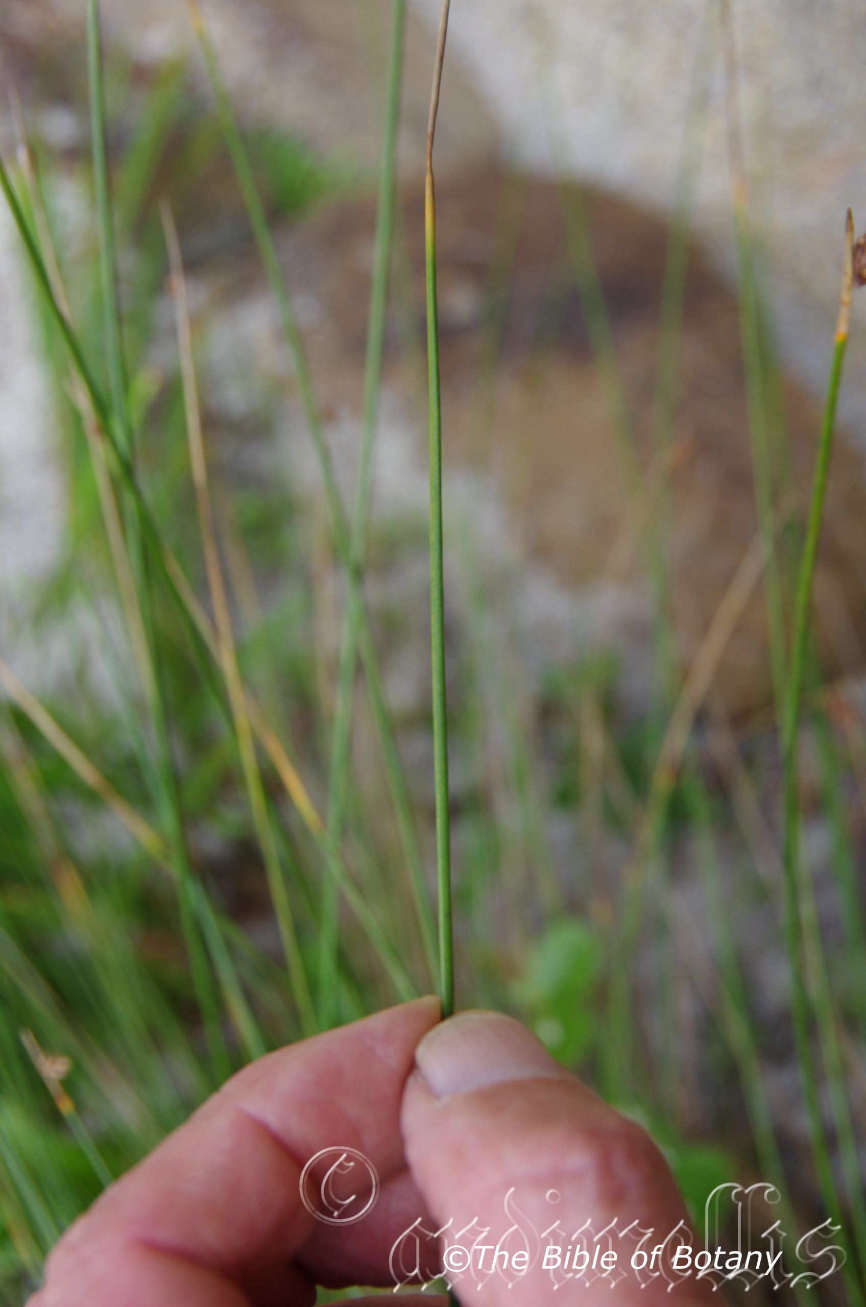 Plant Descriptions – Fagraea cambagei – Fuirena ciliaris – The Bible of ...