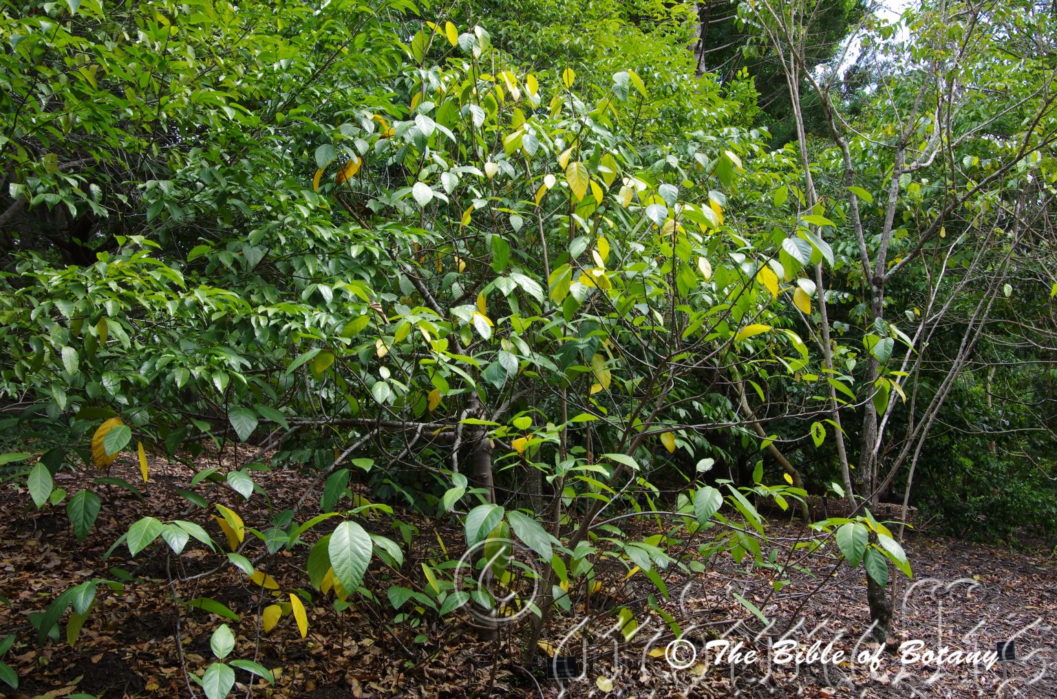 Plant Descriptions – Fagraea cambagei – Fuirena ciliaris – The Bible of ...